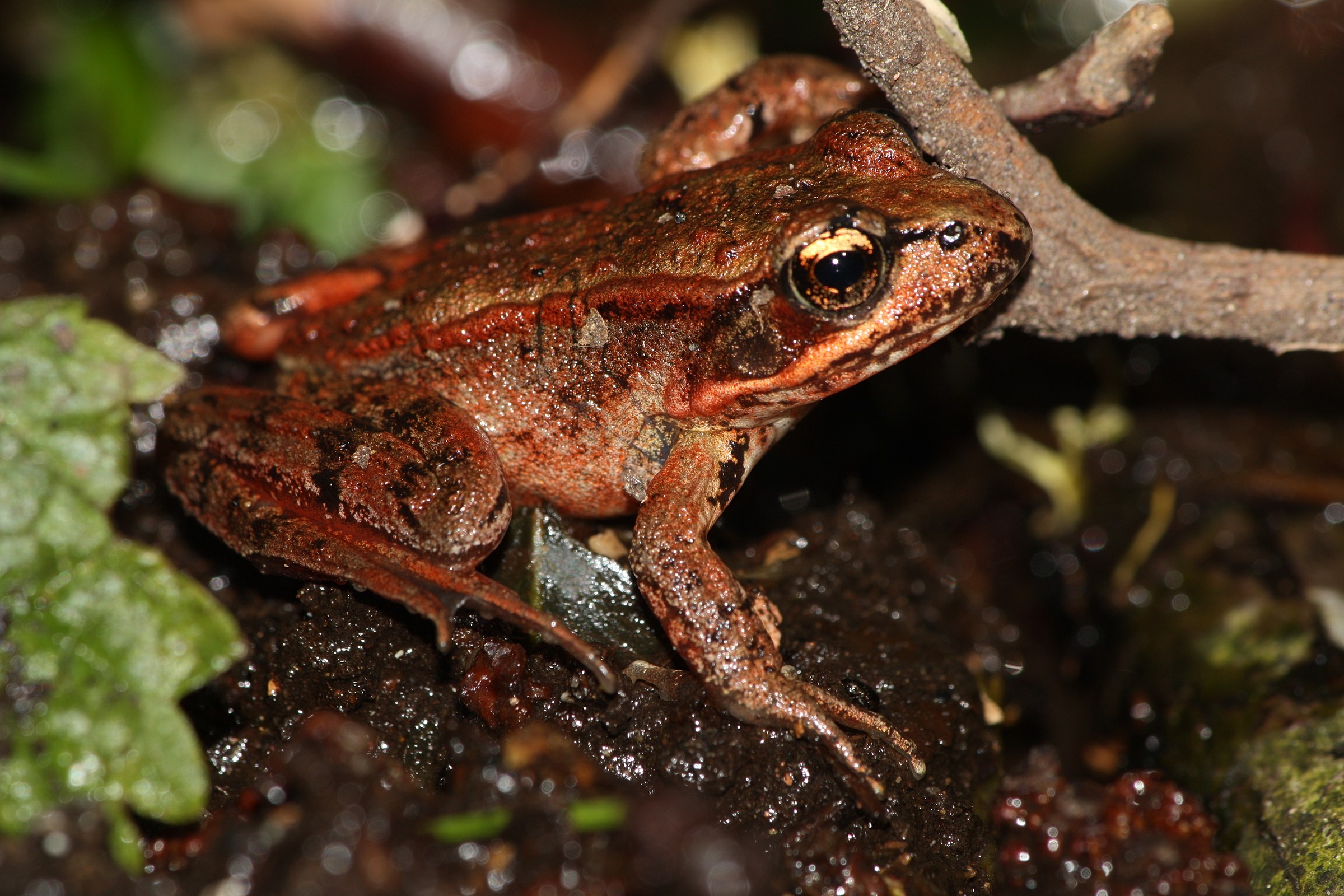 Northern Red-Legged Frog | Natural Atlas