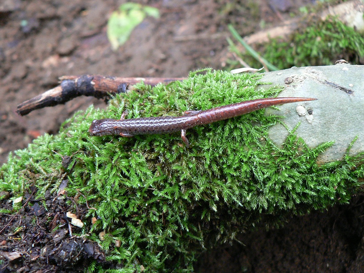Four-Toed Salamander | Natural Atlas