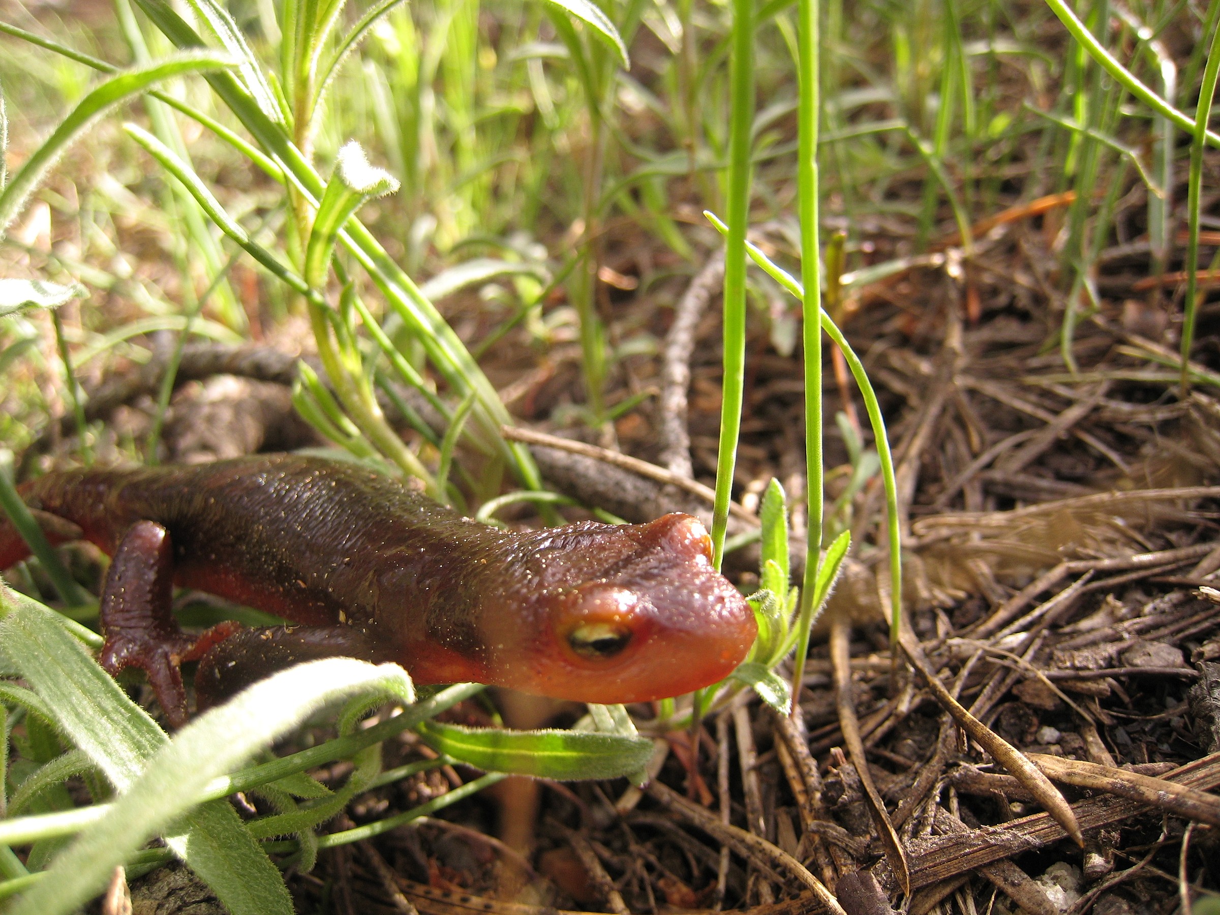Sierra Newt | Natural Atlas