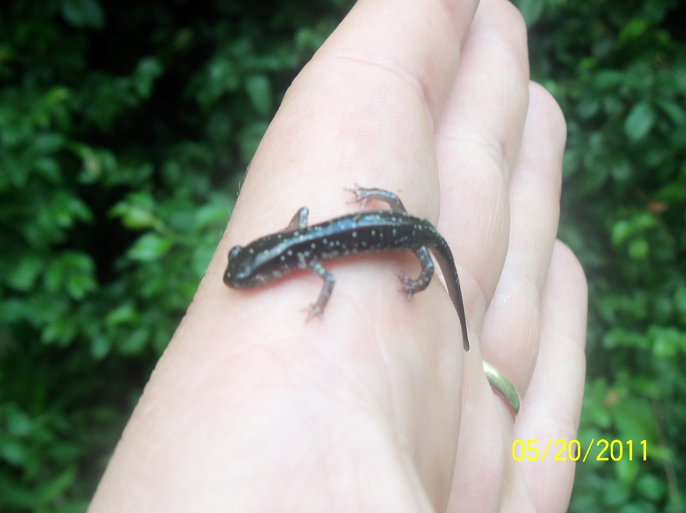 Cumberland Plateau Salamander | Natural Atlas