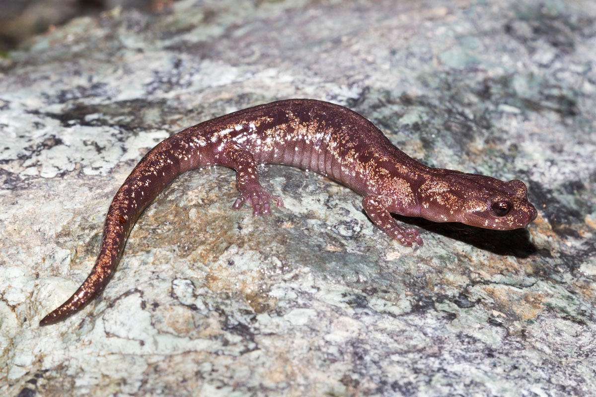 Clouded Salamander | Natural Atlas