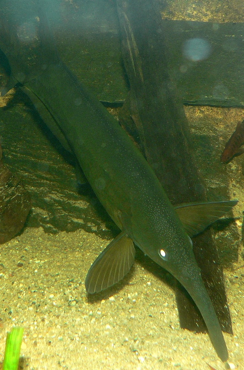 Elephantfish | Natural Atlas