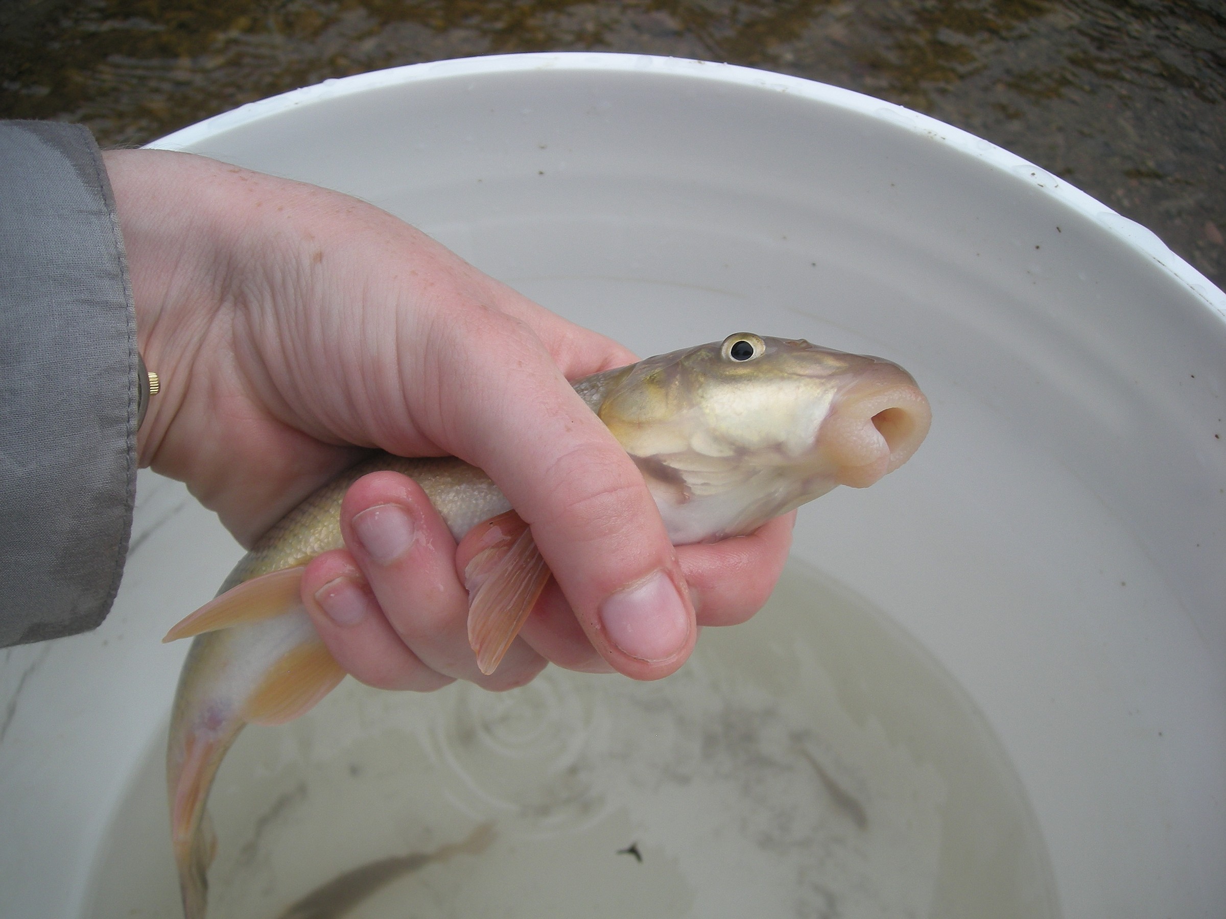 Sonora Sucker | Natural Atlas