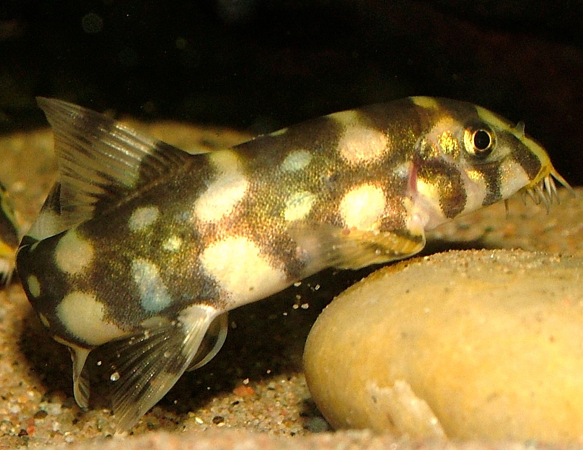 Burmese Border Loach | Natural Atlas