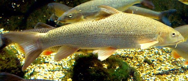 Common Barbel | Natural Atlas