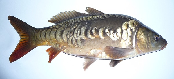 Common Carp | Natural Atlas