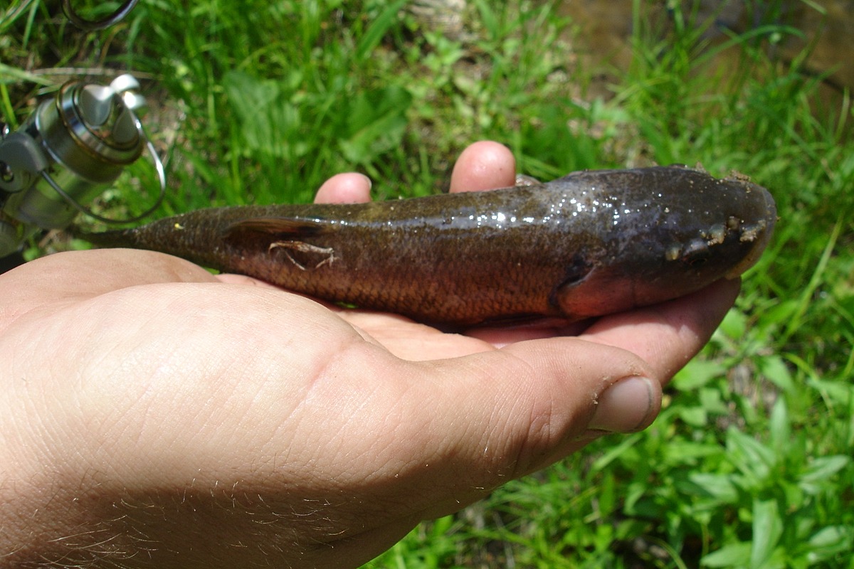 Hornyhead Chub | Natural Atlas