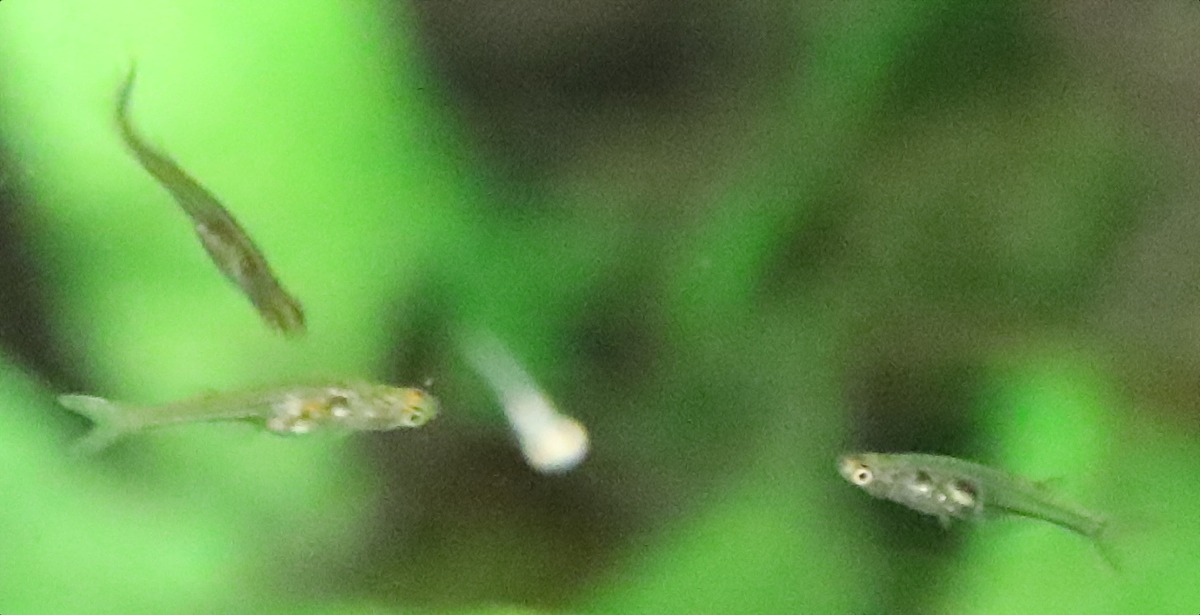 Cyprinid Fish | Natural Atlas