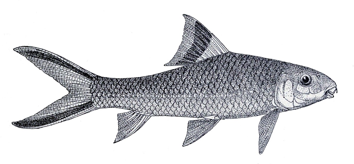 Cyprinid Fish | Natural Atlas