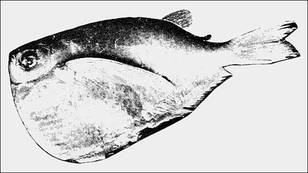 Freshwater Hatchetfish | Natural Atlas