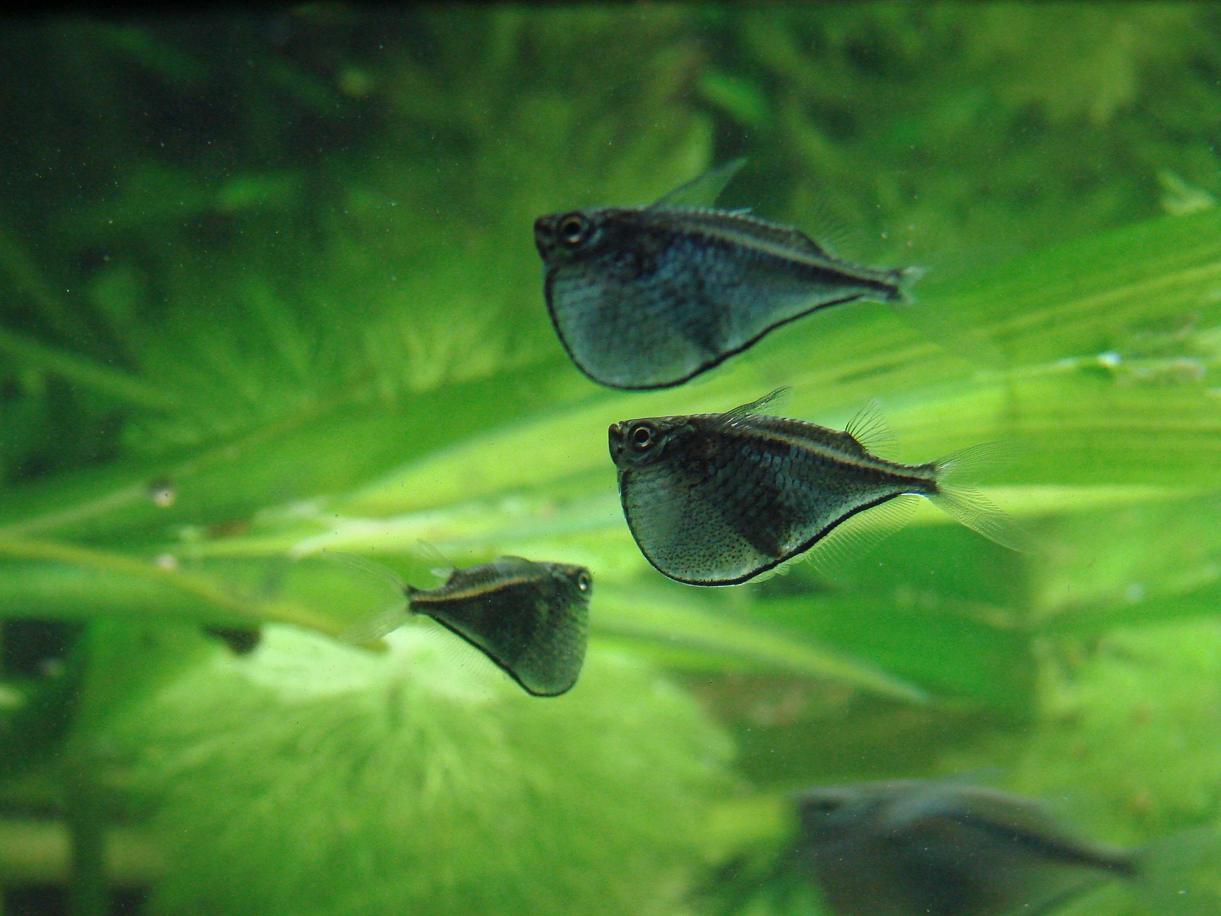 Freshwater Hatchetfish | Natural Atlas