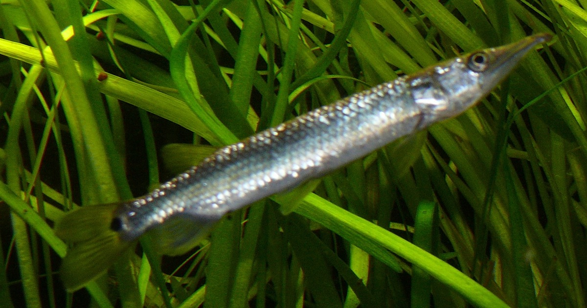 Freshwater Barracuda | Natural Atlas