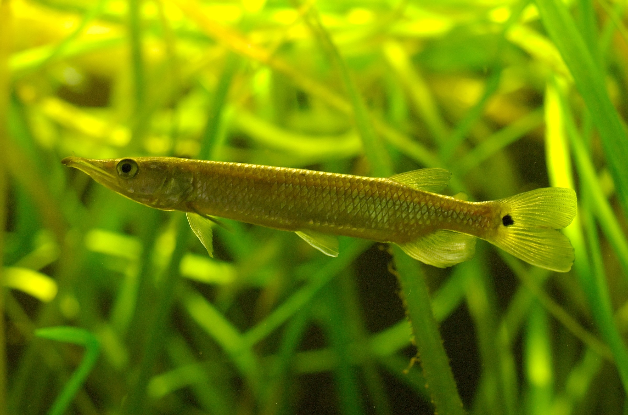Freshwater Barracuda | Natural Atlas