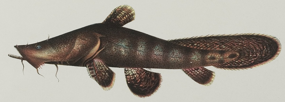 Chaca Catfish | Natural Atlas