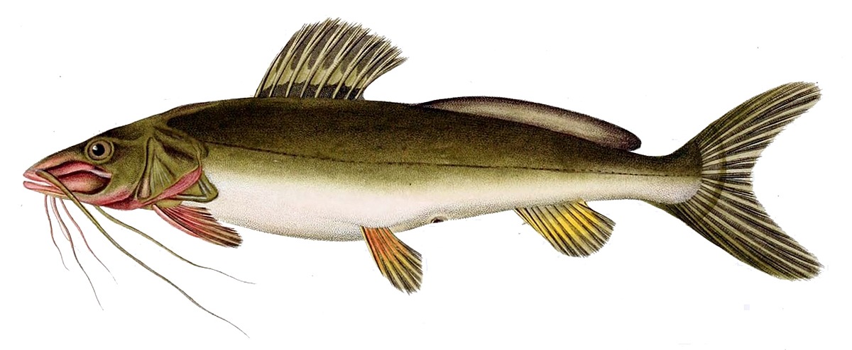 Heptapterid Catfish | Natural Atlas