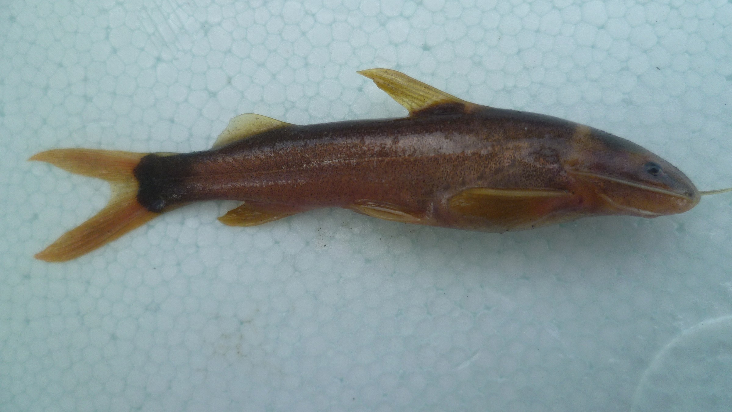 Heptapterid Catfish | Natural Atlas