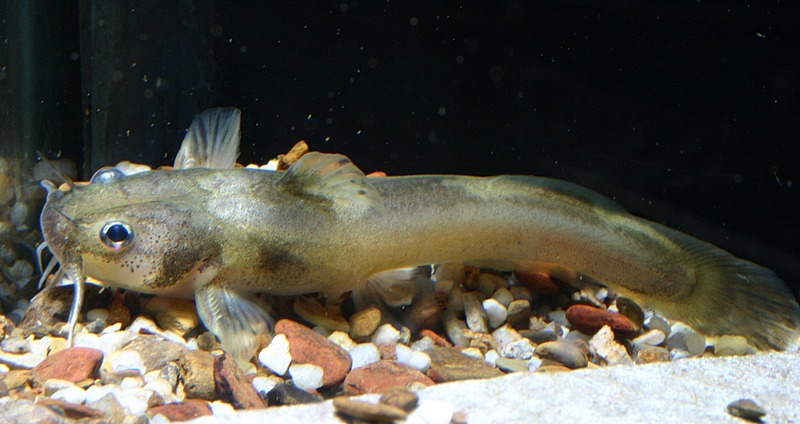 Chucky Madtom | Natural Atlas