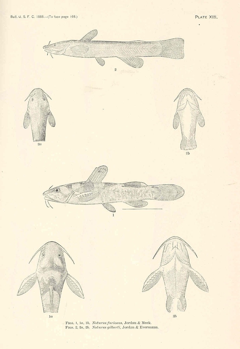 Orangefin Madtom | Natural Atlas