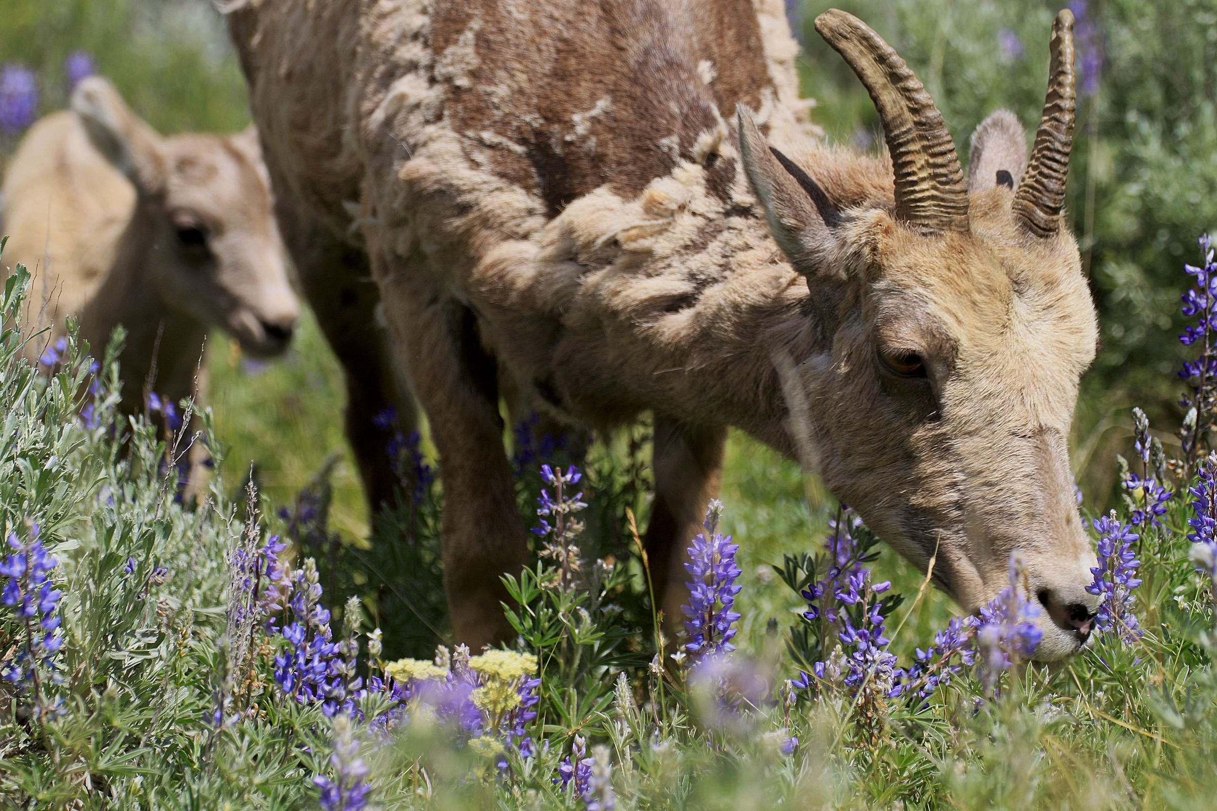 Yellowstone Wildlife Hotspots | Natural Atlas