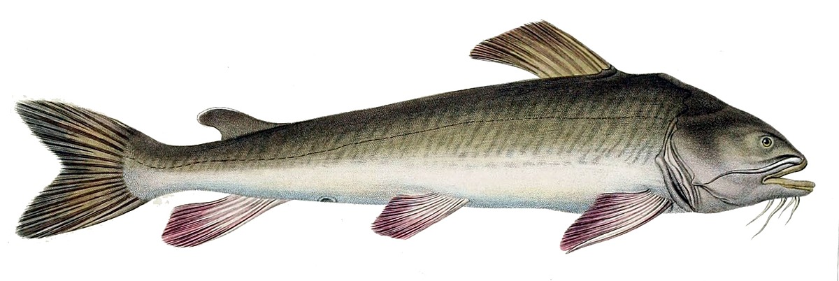 Bumblebee Catfish | Natural Atlas