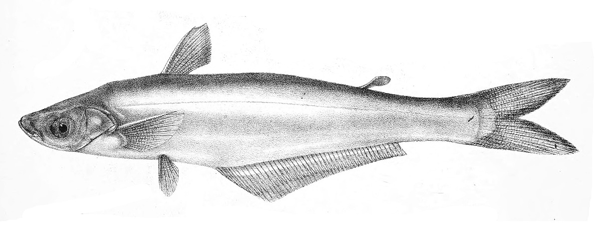 Schilbid Catfish | Natural Atlas