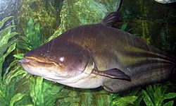 Silurid Catfish | Natural Atlas