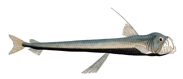 Viperfish | Natural Atlas