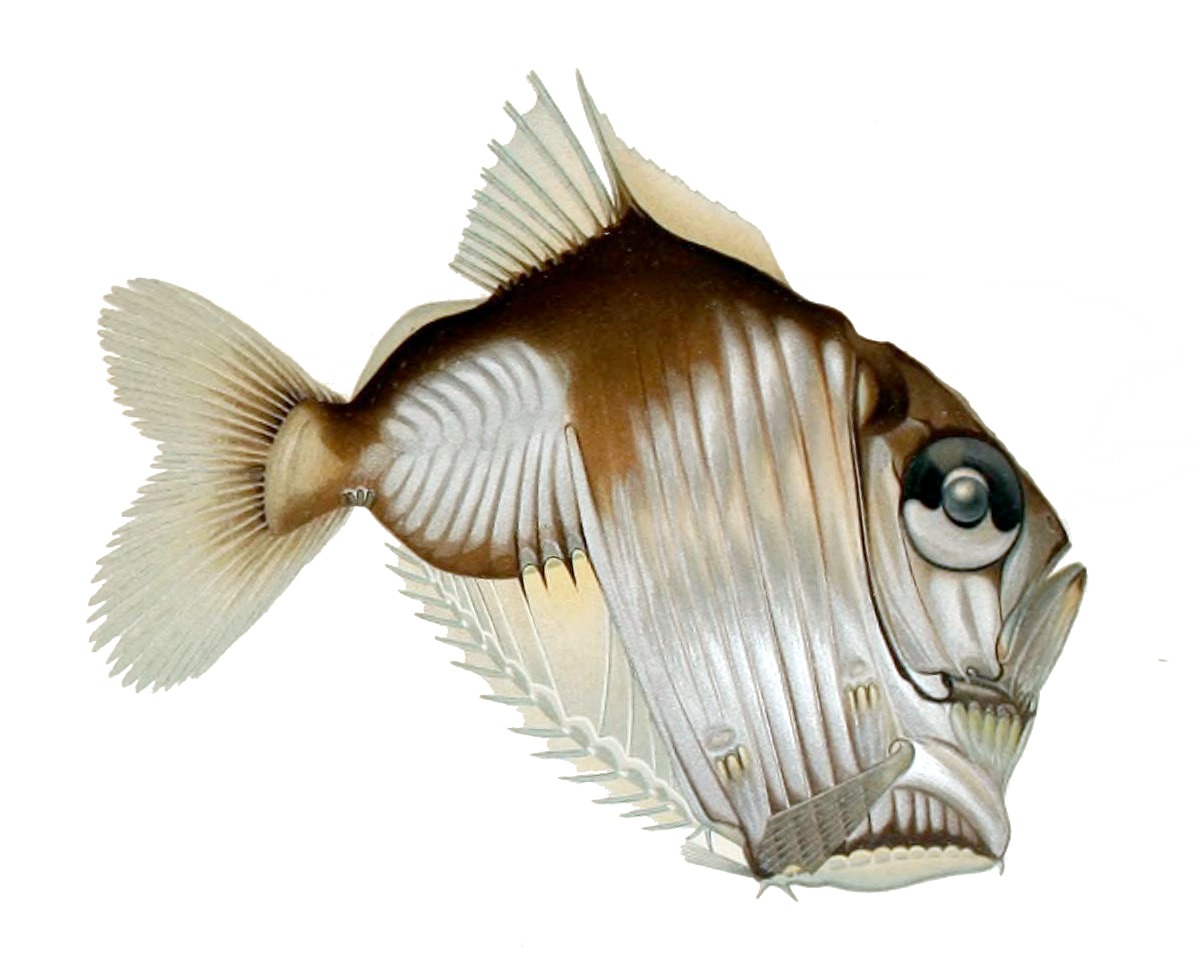 Marine Hatchetfish | Natural Atlas