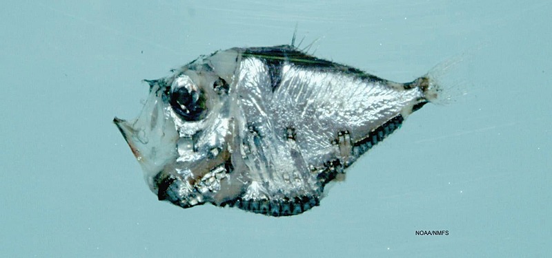 Marine Hatchetfish | Natural Atlas