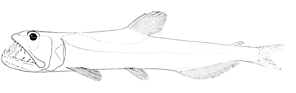 Sabertooth Fish | Natural Atlas