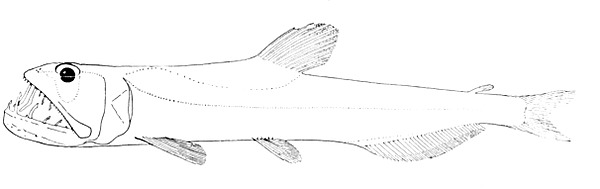 Sabertooth Fish | Natural Atlas