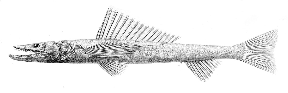 Deepsea Lizardfish | Natural Atlas