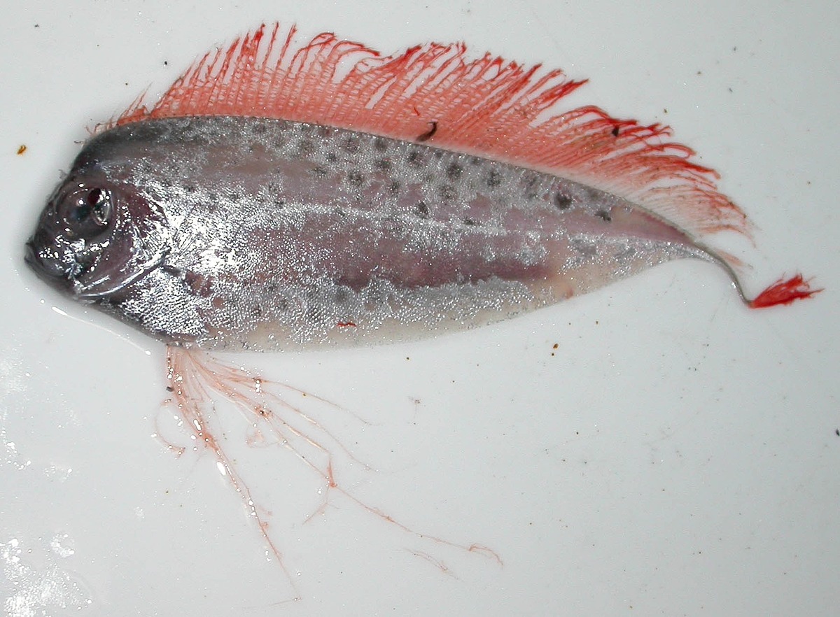 Ribbonfish | Natural Atlas