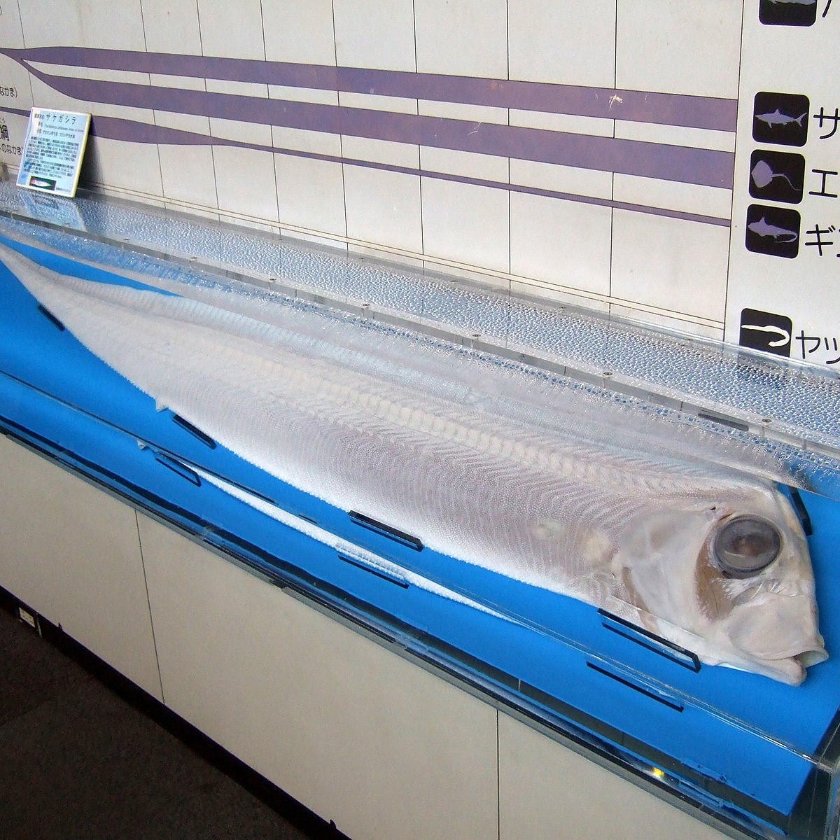 Ribbonfish | Natural Atlas