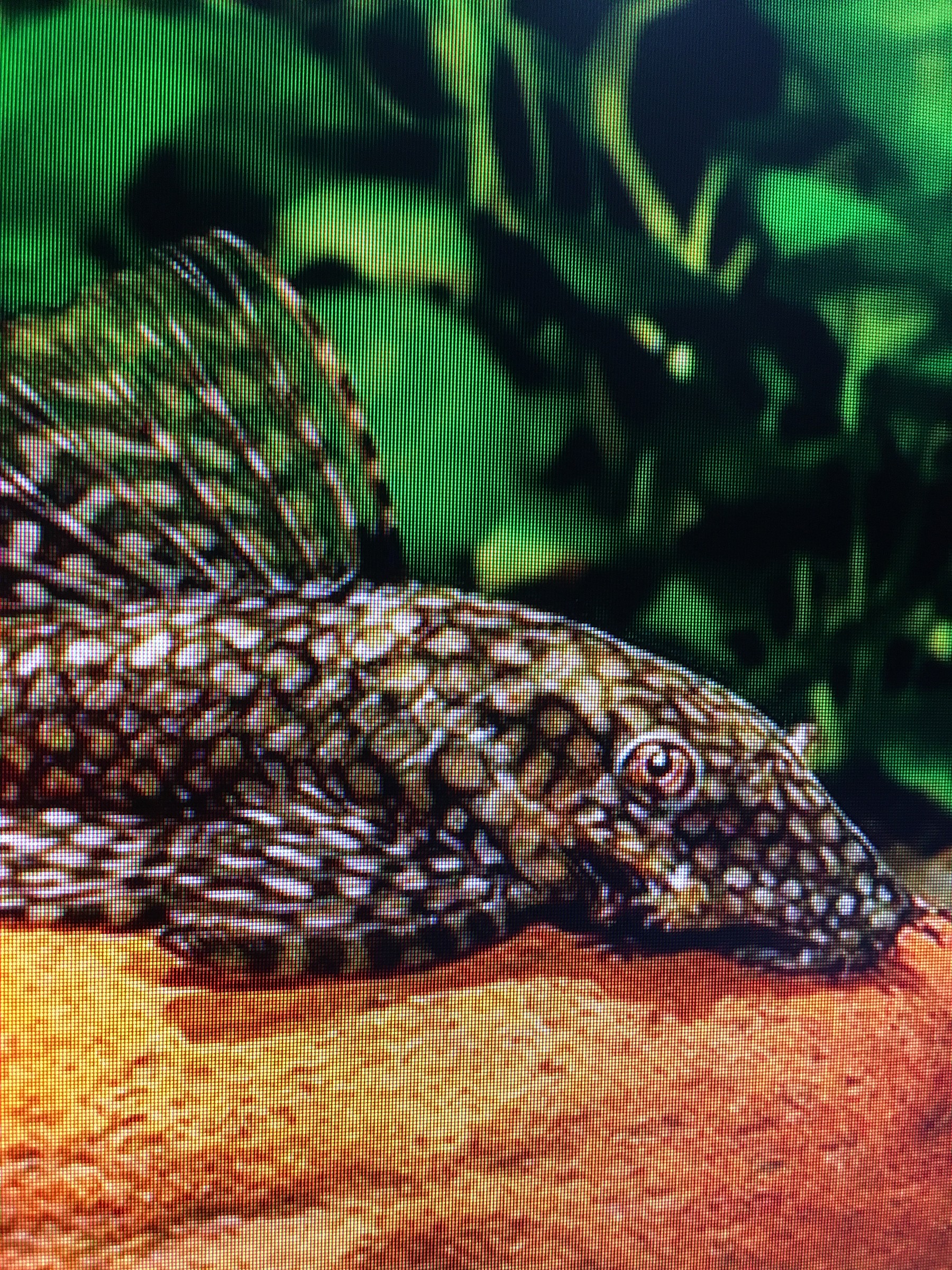 Suckermouth Armoured Catfish | Natural Atlas