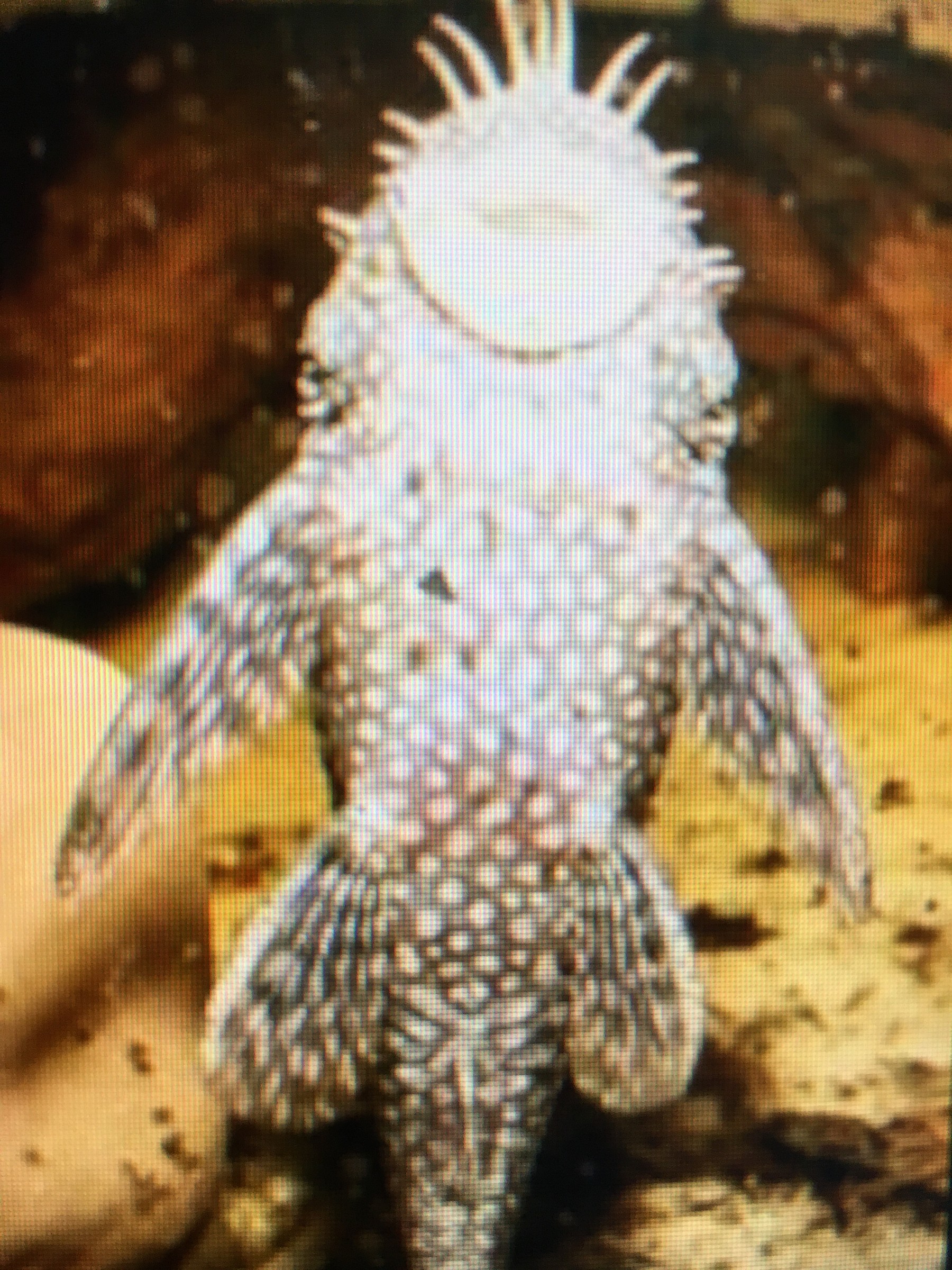 Suckermouth Armoured Catfish | Natural Atlas