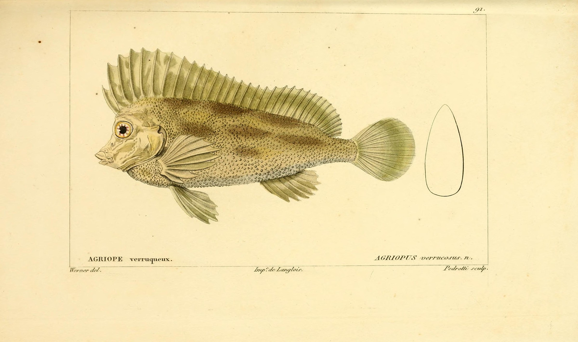 Handfish | Natural Atlas