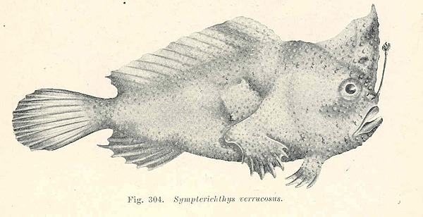 Handfish | Natural Atlas