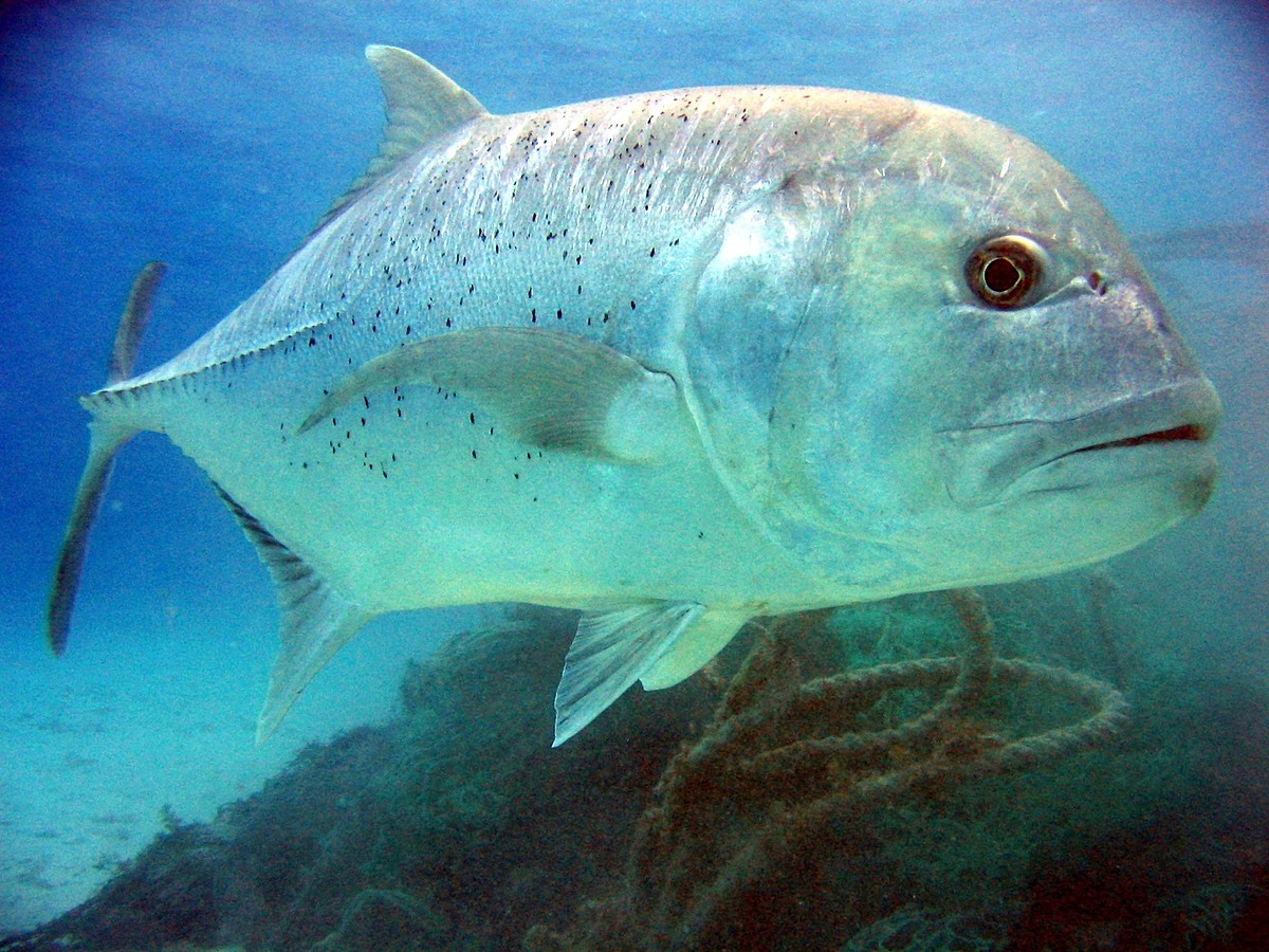 Giant Trevally | Natural Atlas