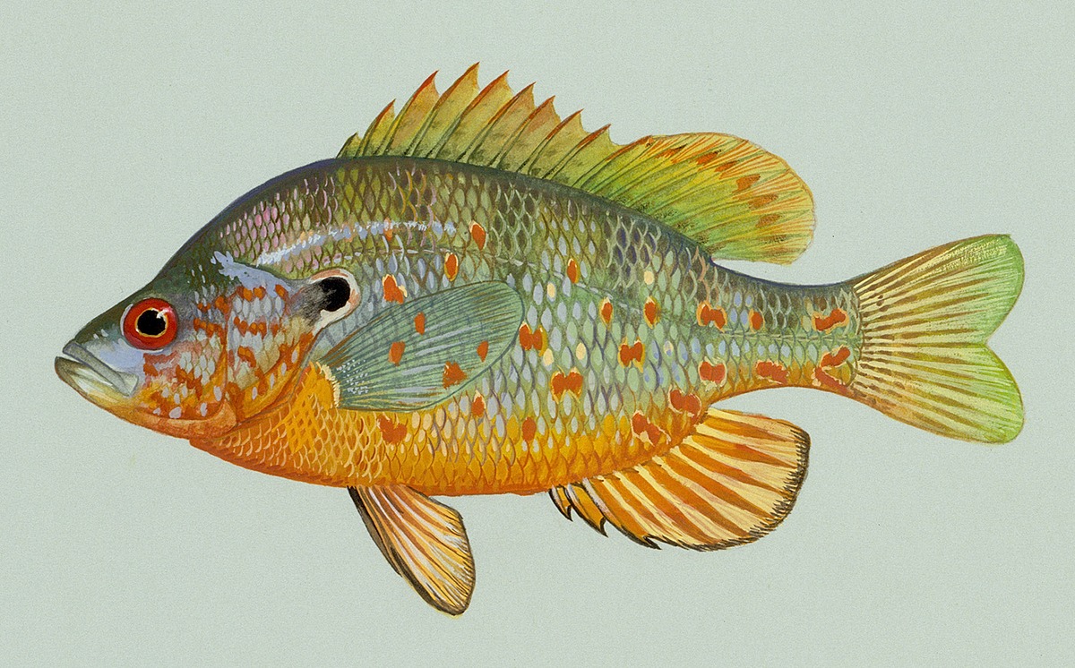 Orangespotted Sunfish | Natural Atlas
