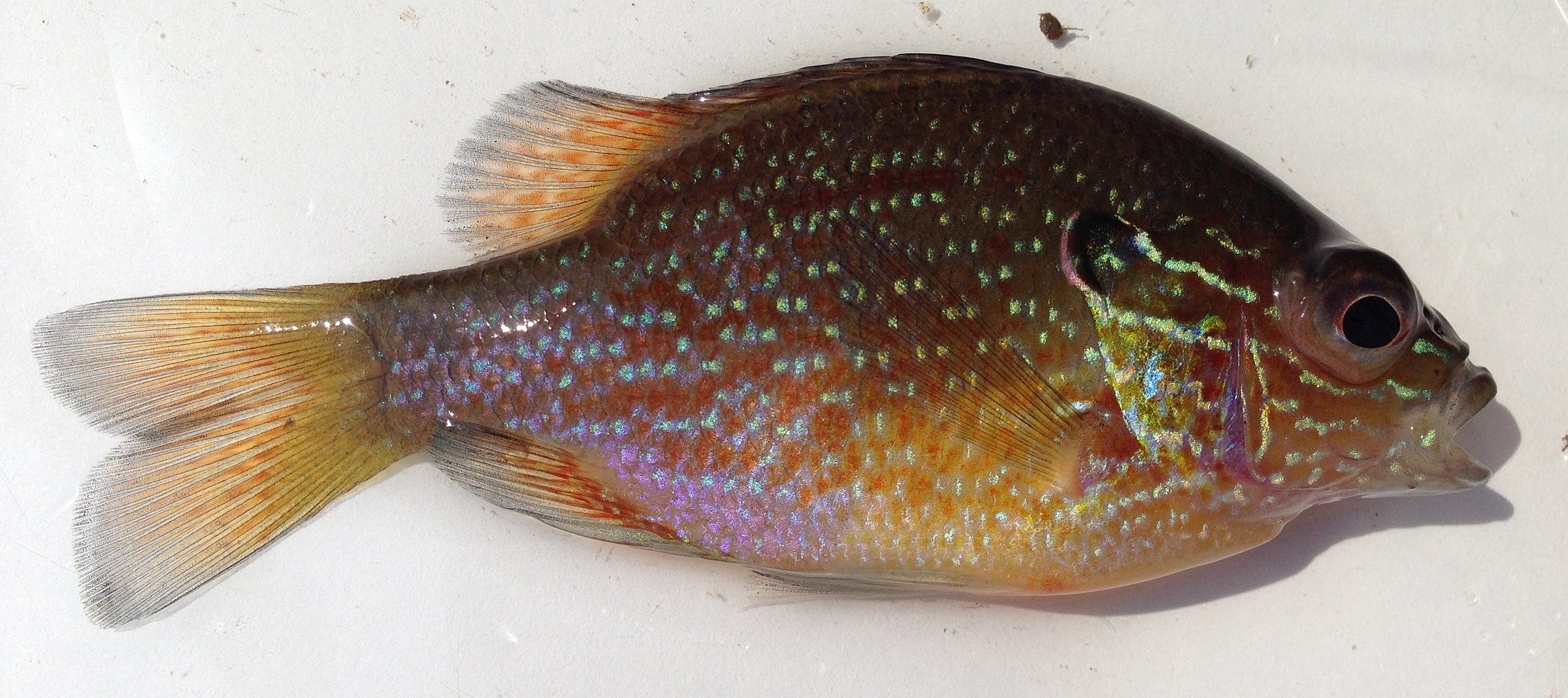 Dollar Sunfish | Natural Atlas