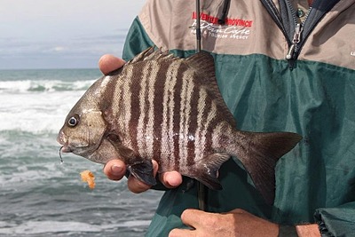 Galjoen Fish | Natural Atlas