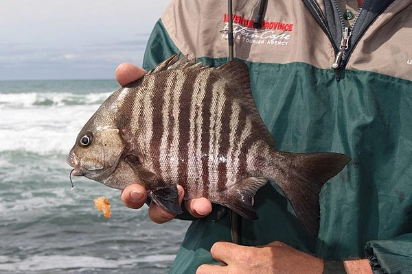 Galjoen Fish | Natural Atlas