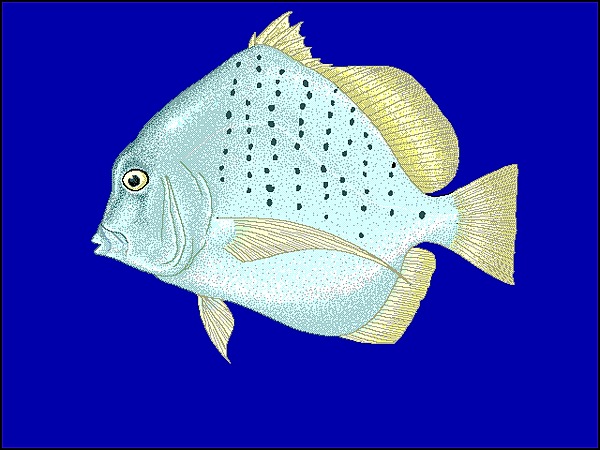 Sicklefish | Natural Atlas