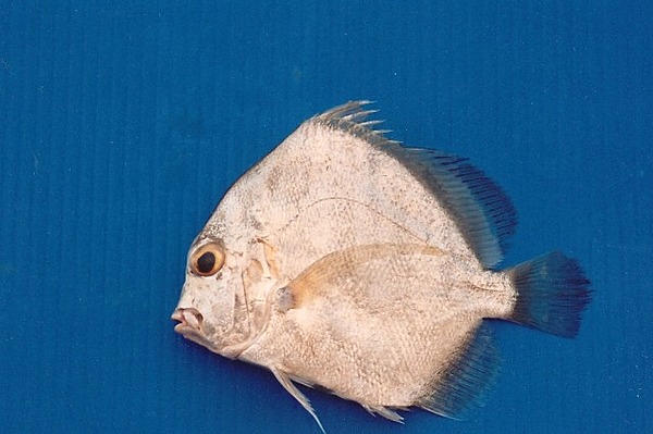 Sicklefish | Natural Atlas