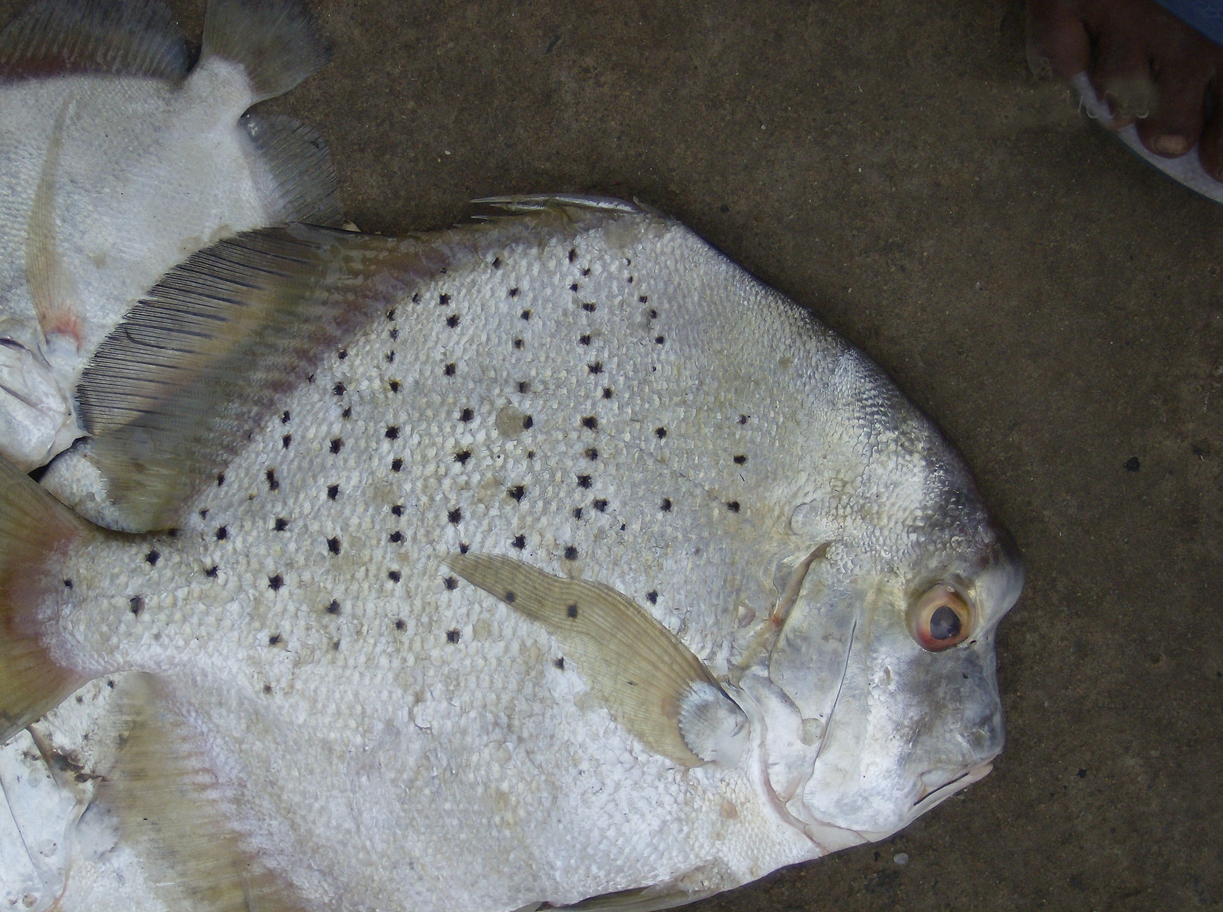 Sicklefish | Natural Atlas