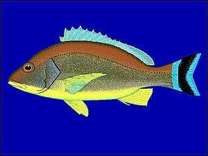 Lunar-tail Snapper | Natural Atlas