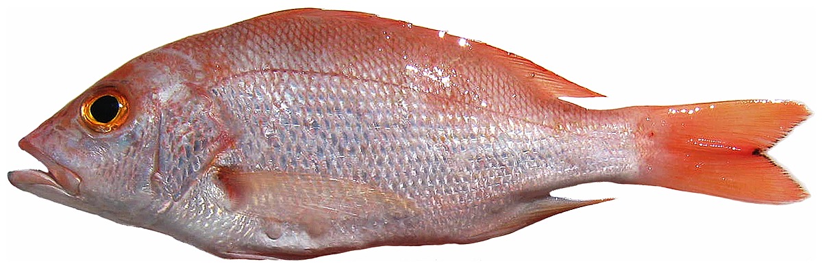 Southern Red Snapper | Natural Atlas