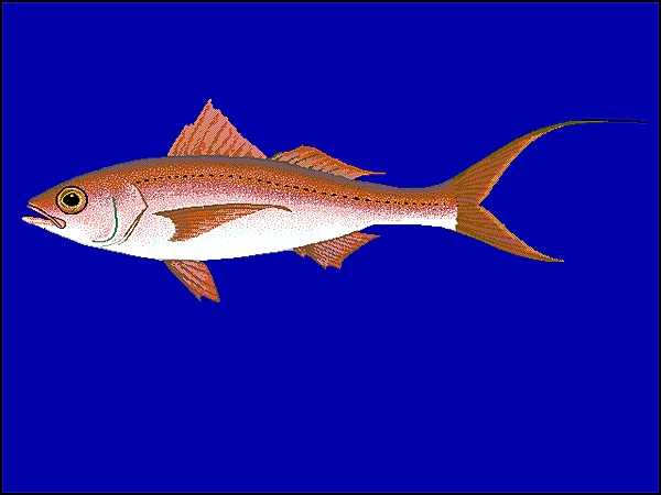 Deepwater Longtail Red Snapper | Natural Atlas