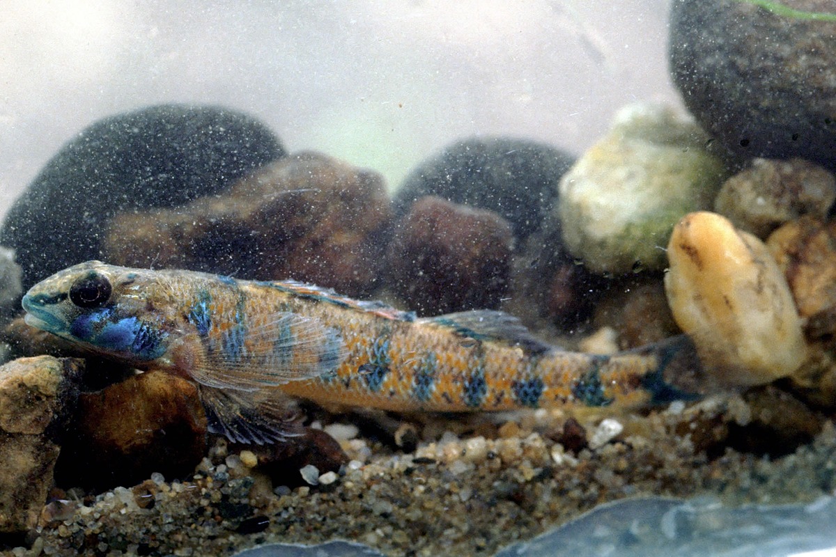 Speckled Darter | Natural Atlas